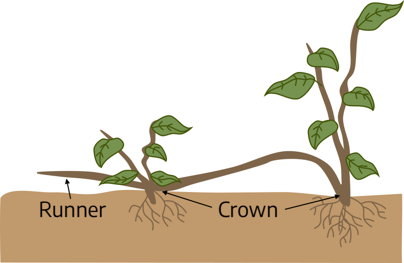 Chapter 1: Botany – Virginia Cooperative Extension Gardener Handbook