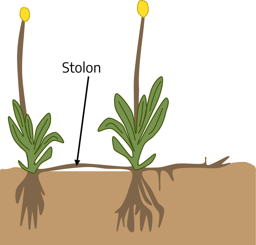 Chapter 1: Botany – Virginia Cooperative Extension Gardener Handbook