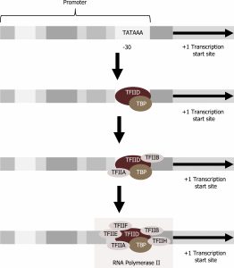 Transcription and Translation – Cell Biology, Genetics, and ...